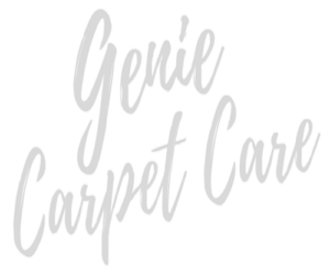 Carpet Beetle NZ: Your Guide to Keeping Homes Pest-Free - Genie Carpet Care